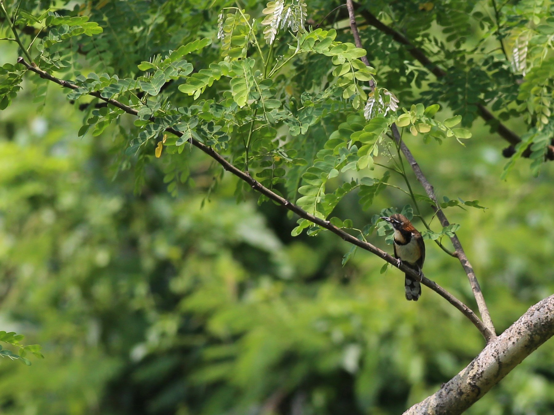 Lesser Necklaced Laughingthrush - eBird