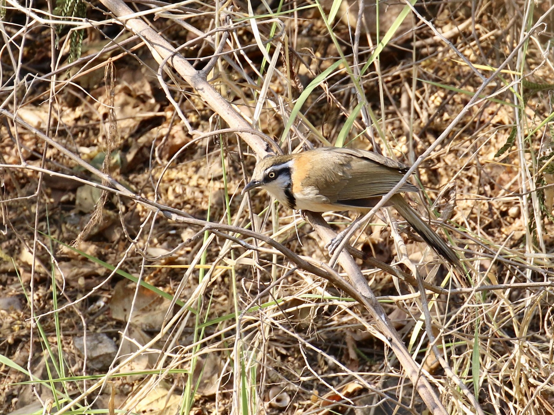 Lesser Necklaced Laughingthrush - eBird