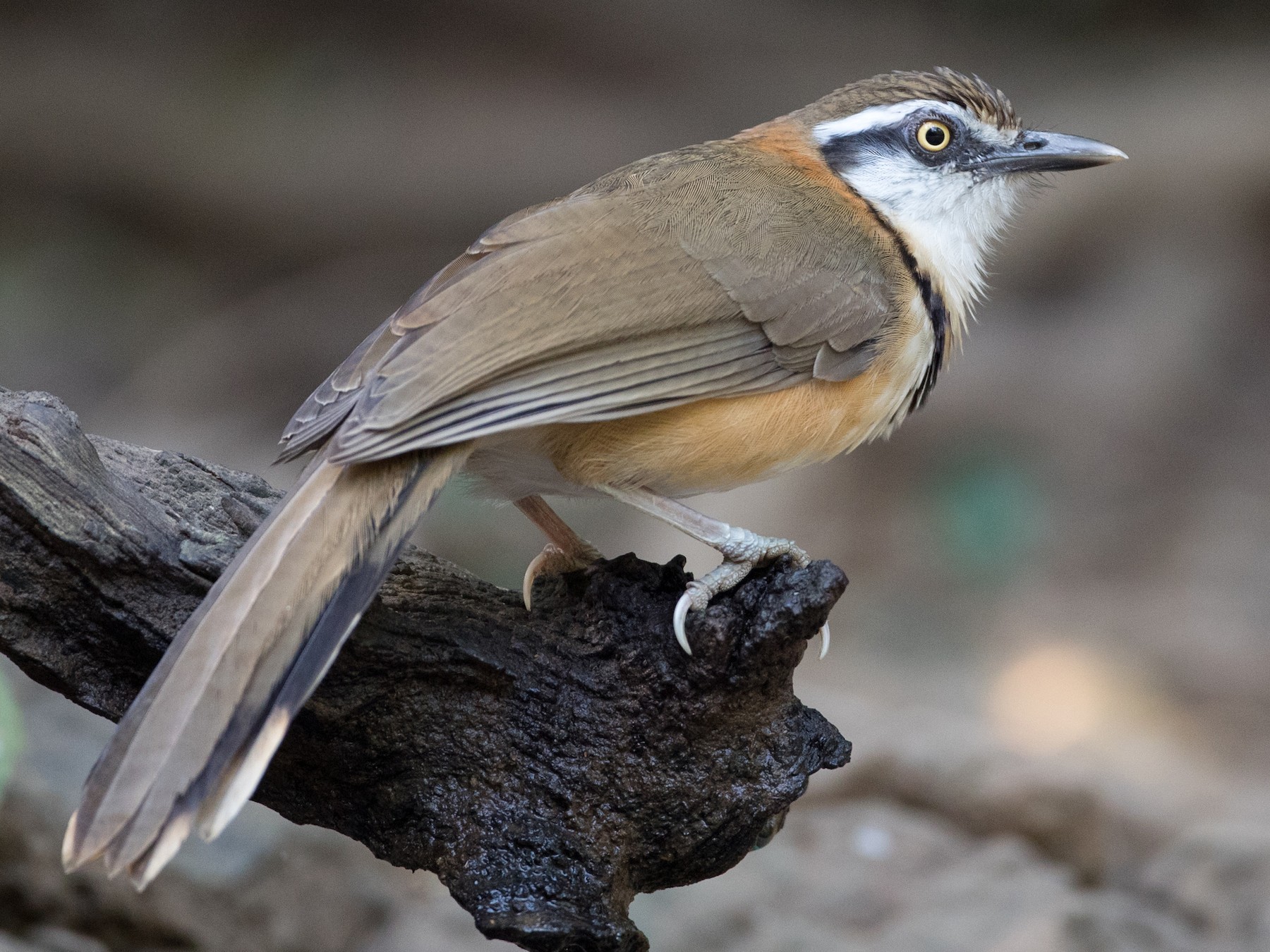 Lesser Necklaced Laughingthrush - eBird