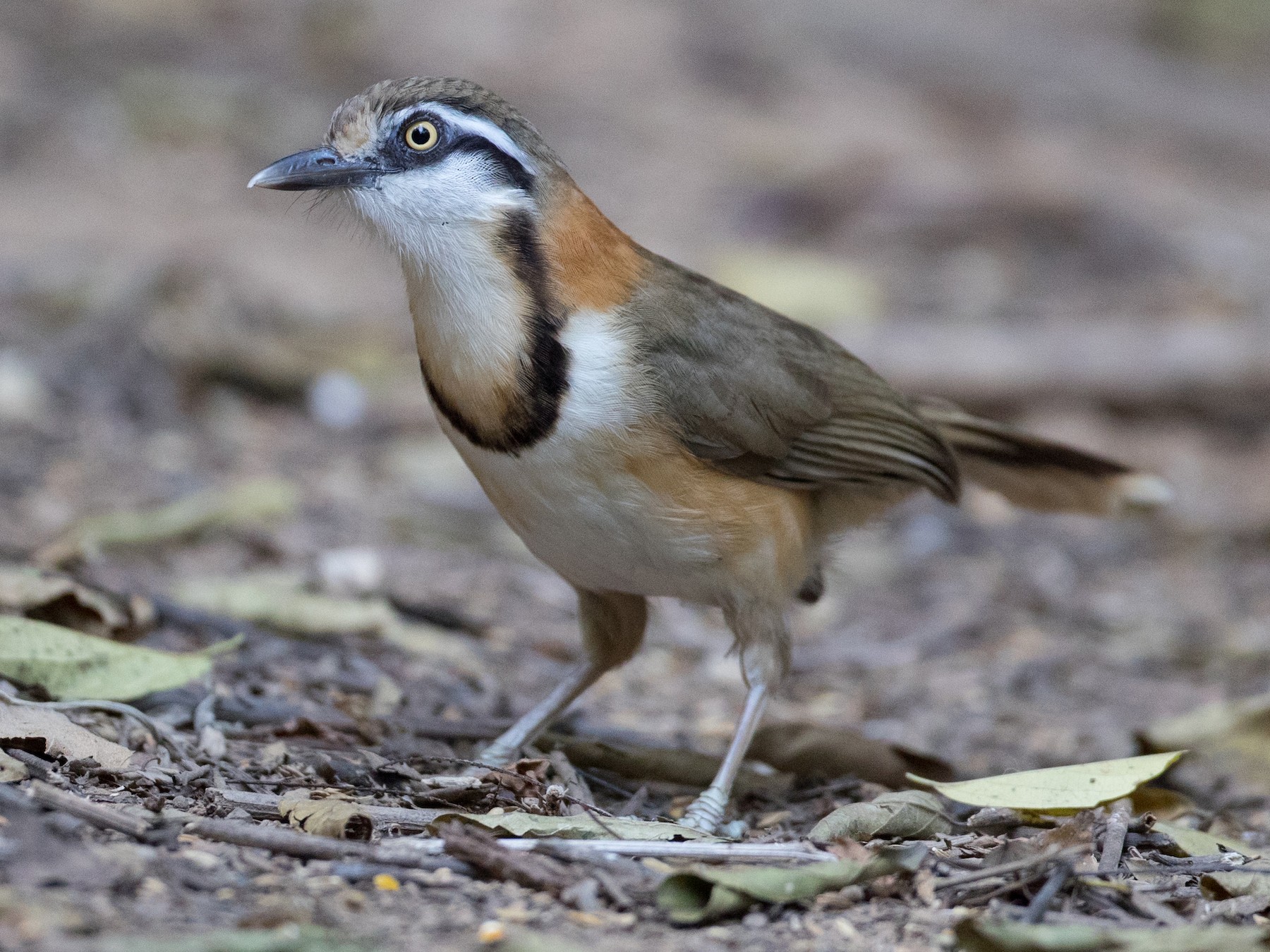Lesser Necklaced Laughingthrush - eBird