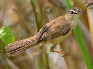  EBird