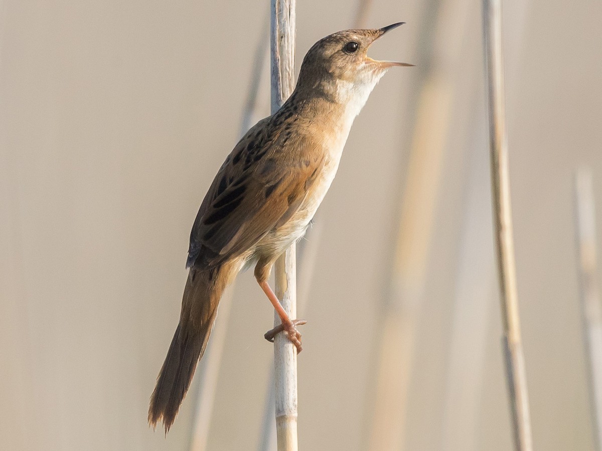 Marsh Grassbird - Helopsaltes pryeri - Birds of the World
