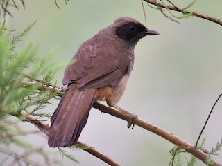 カオグロガビチョウ - eBird