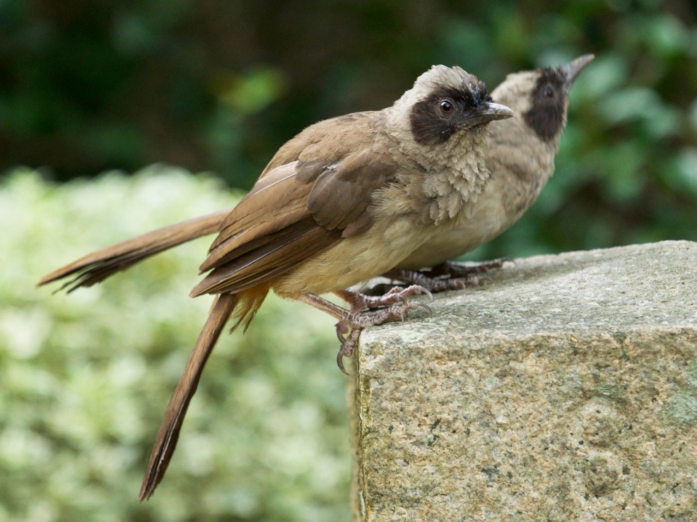 Masked Laughingthrush - eBird