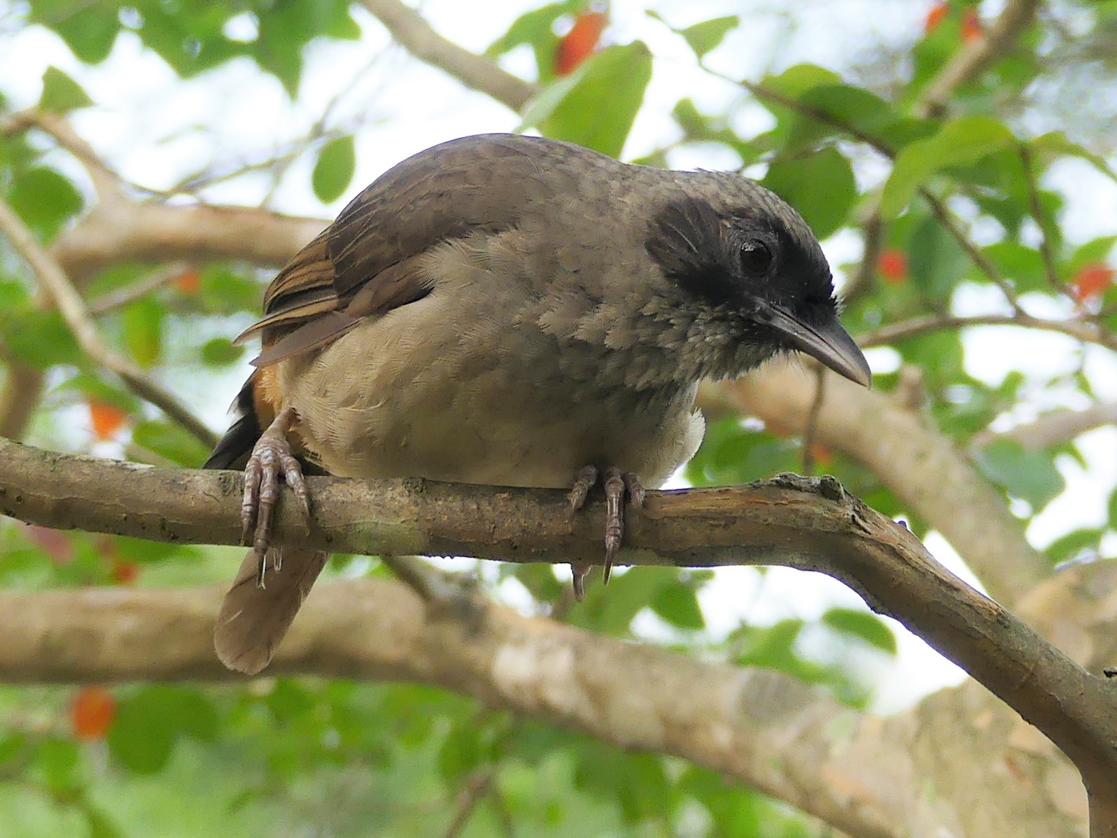 Masked Laughingthrush - eBird Caribbean