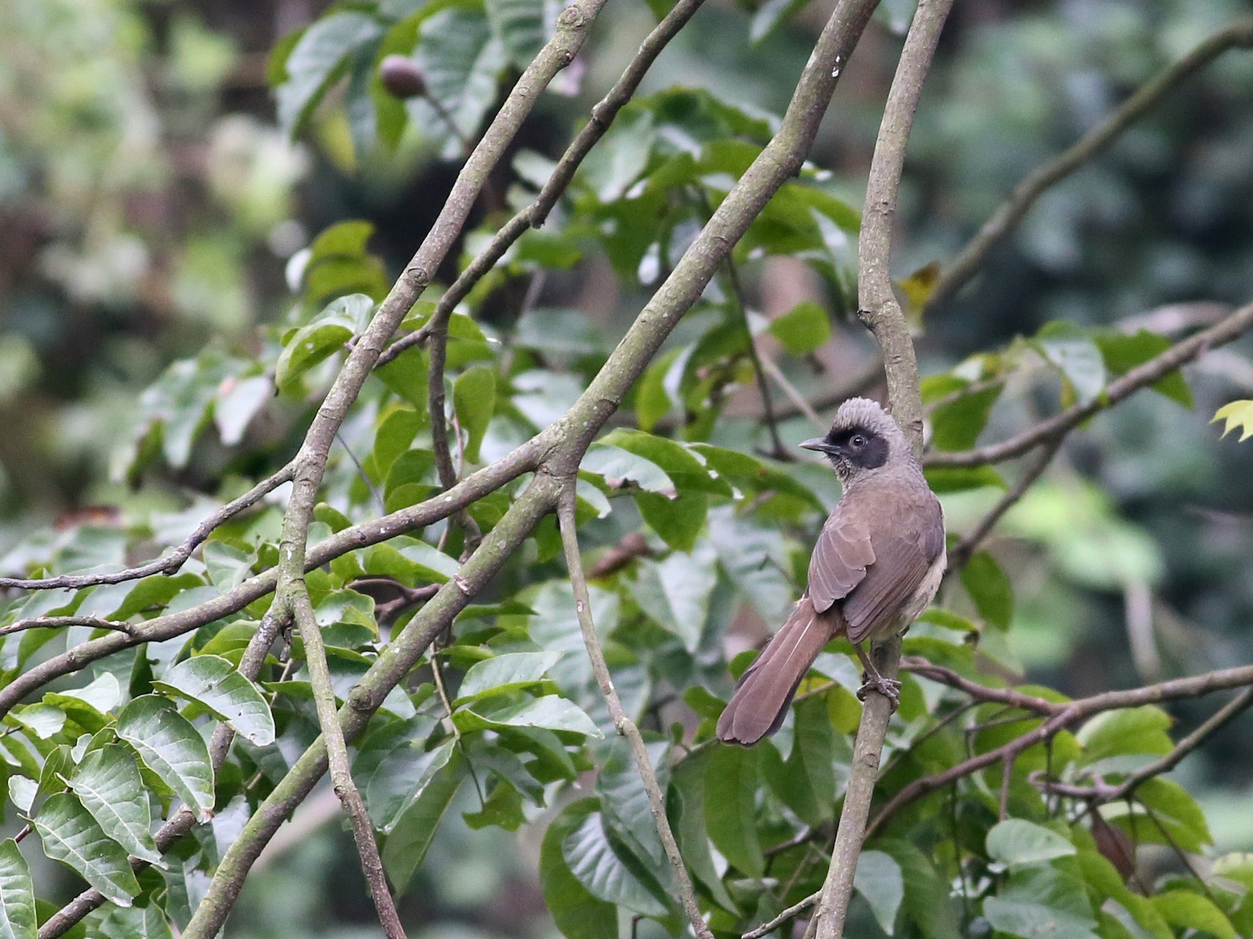 Masked Laughingthrush - eBird