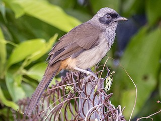 Masked Laughingthrush - Pterorhinus perspicillatus - Birds of the World