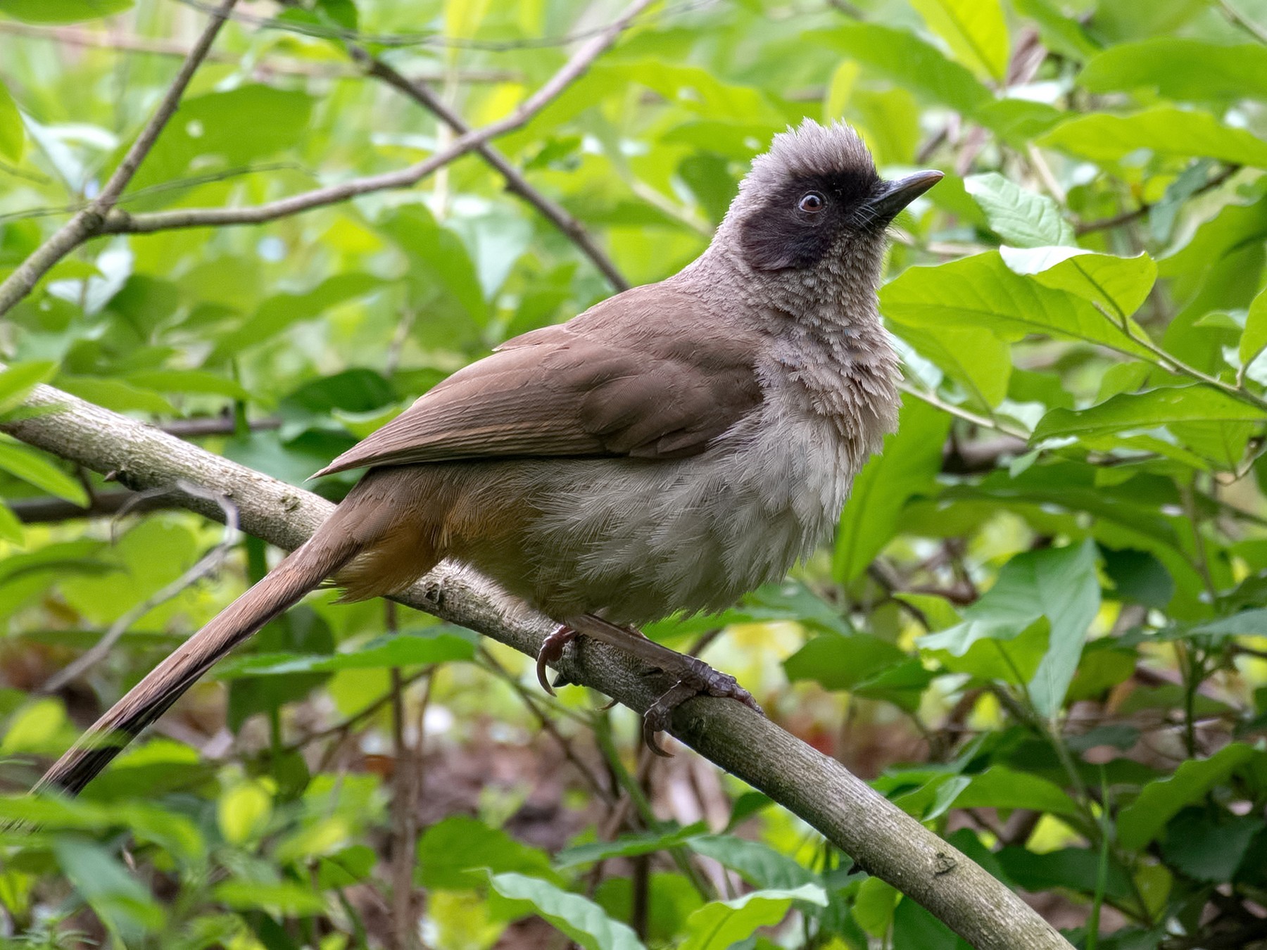 Masked Laughingthrush - eBird