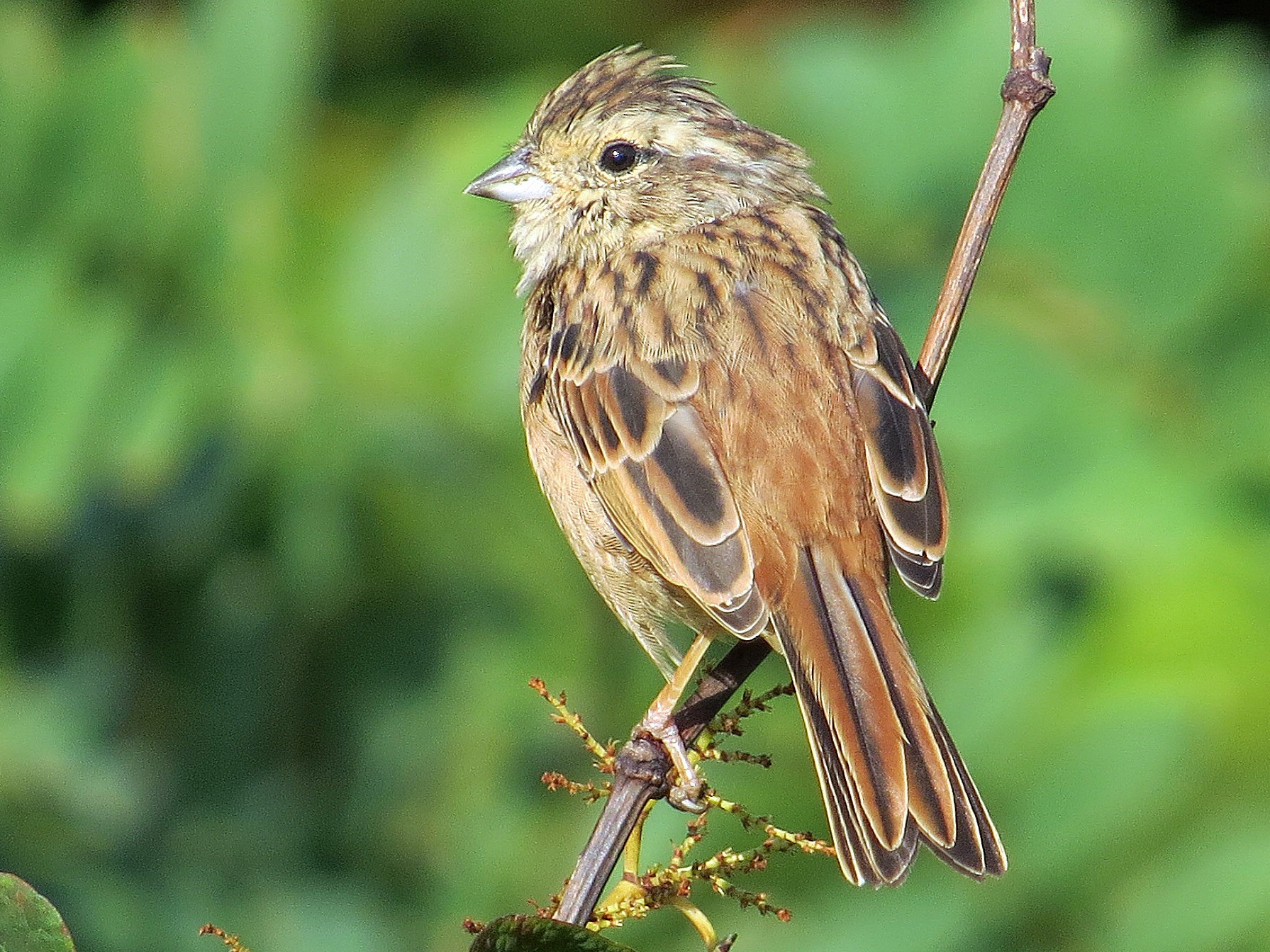 Meadow Bunting - eBird