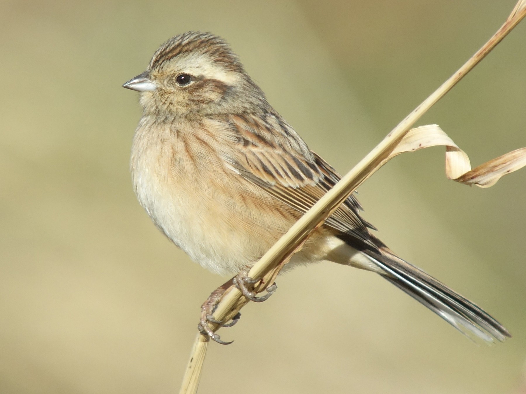 Meadow Bunting - eBird