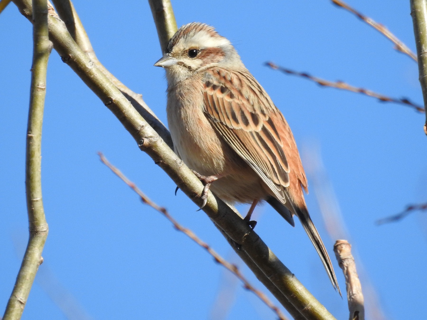 Meadow Bunting - eBird