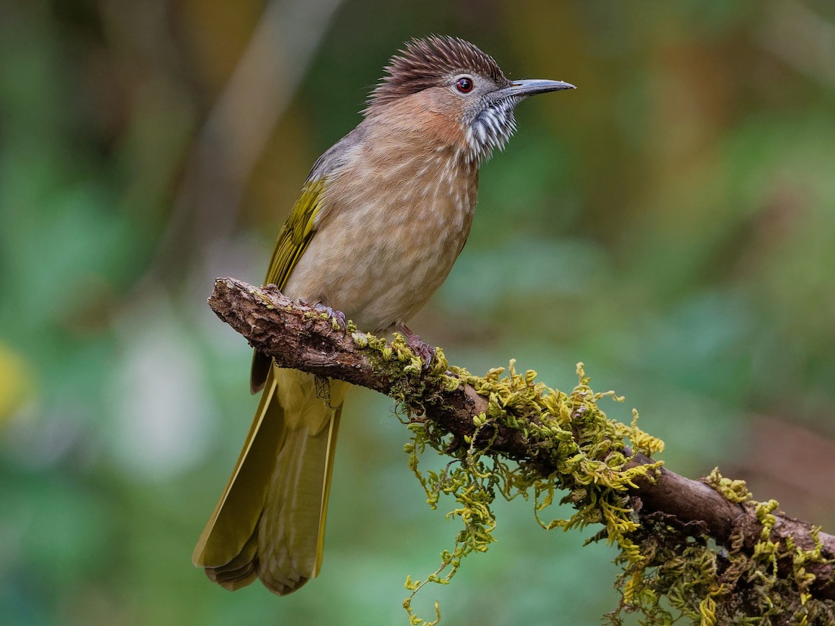 Mountain Bulbul - Ixos mcclellandii - Birds of the World