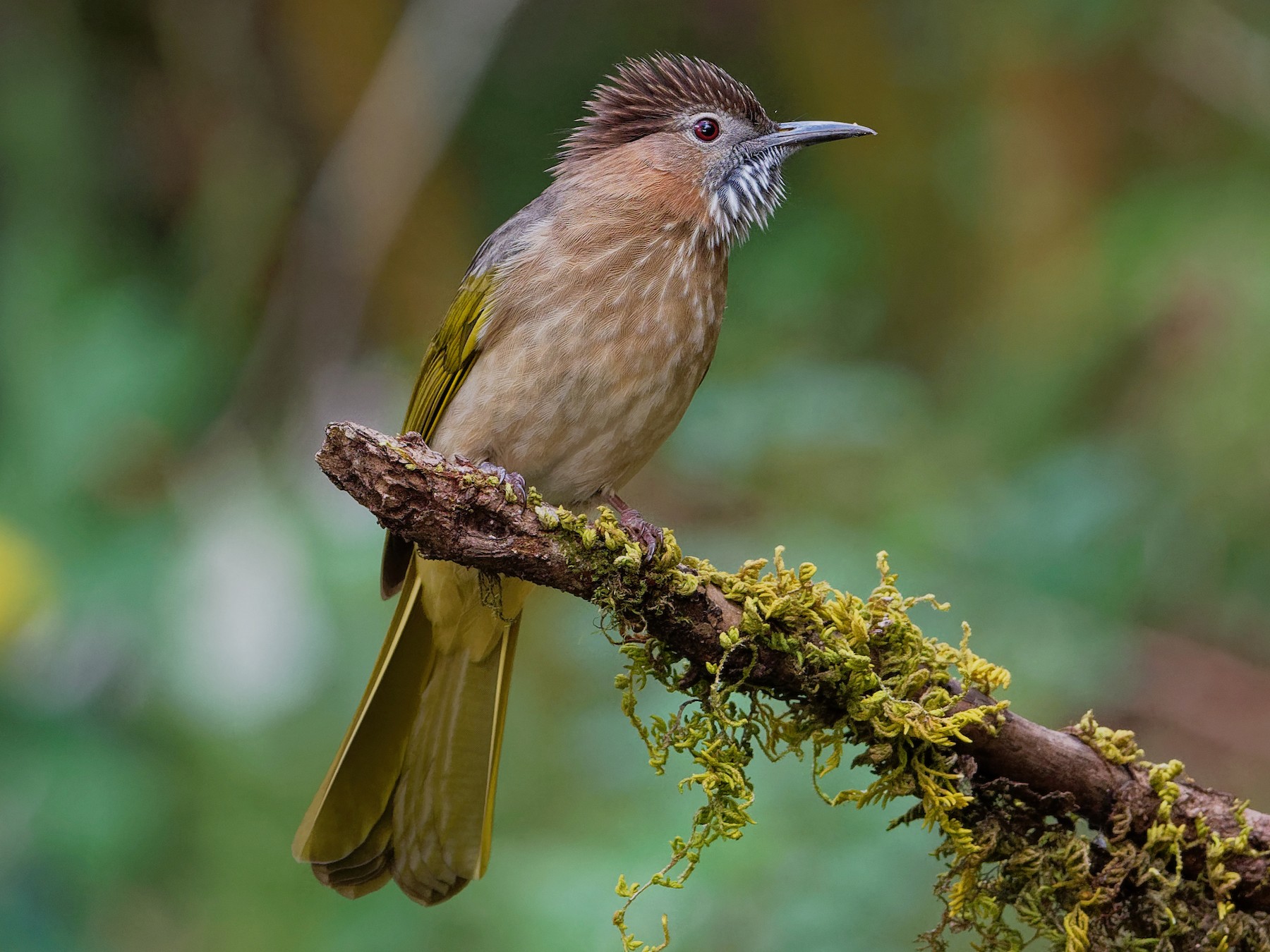 Mountain Bulbul - eBird
