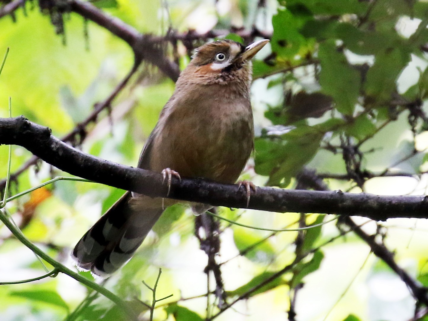 Moustached Laughingthrush - eBird