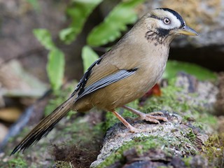 Moustached Laughingthrush - Ianthocincla cineracea - Birds of the World