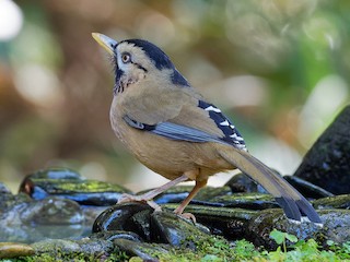 Moustached Laughingthrush - eBird