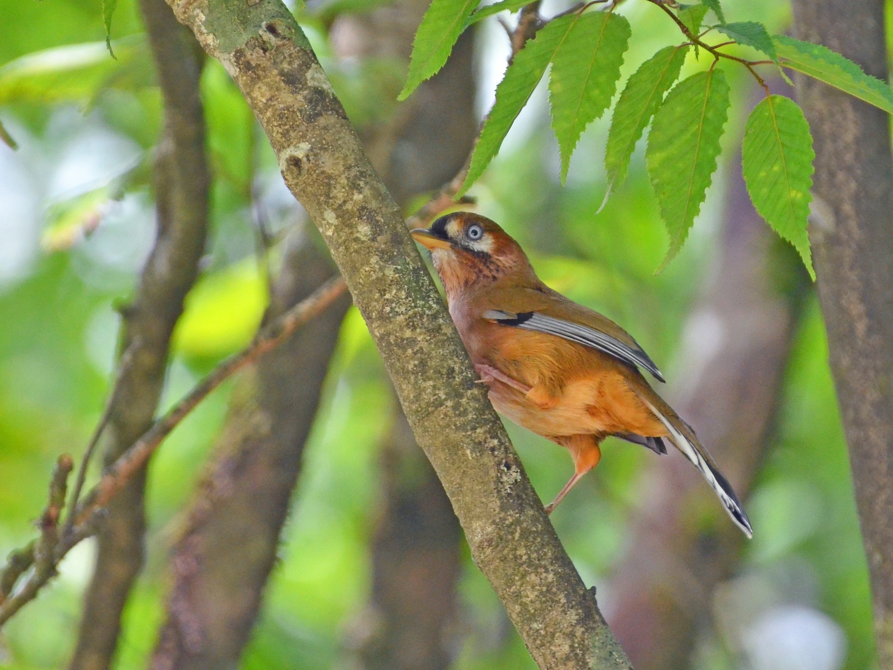Moustached Laughingthrush - eBird