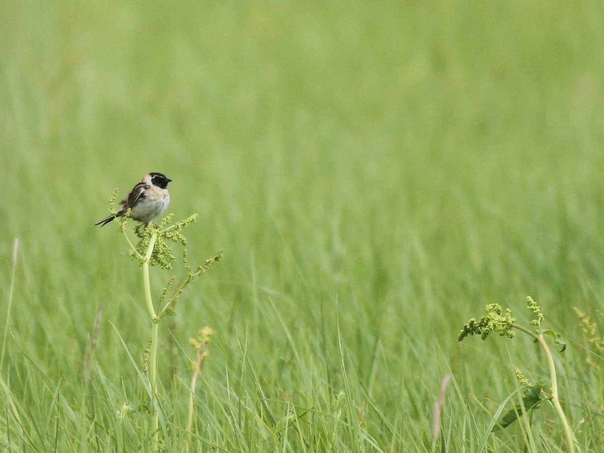 Ochre-rumped Bunting - eBird