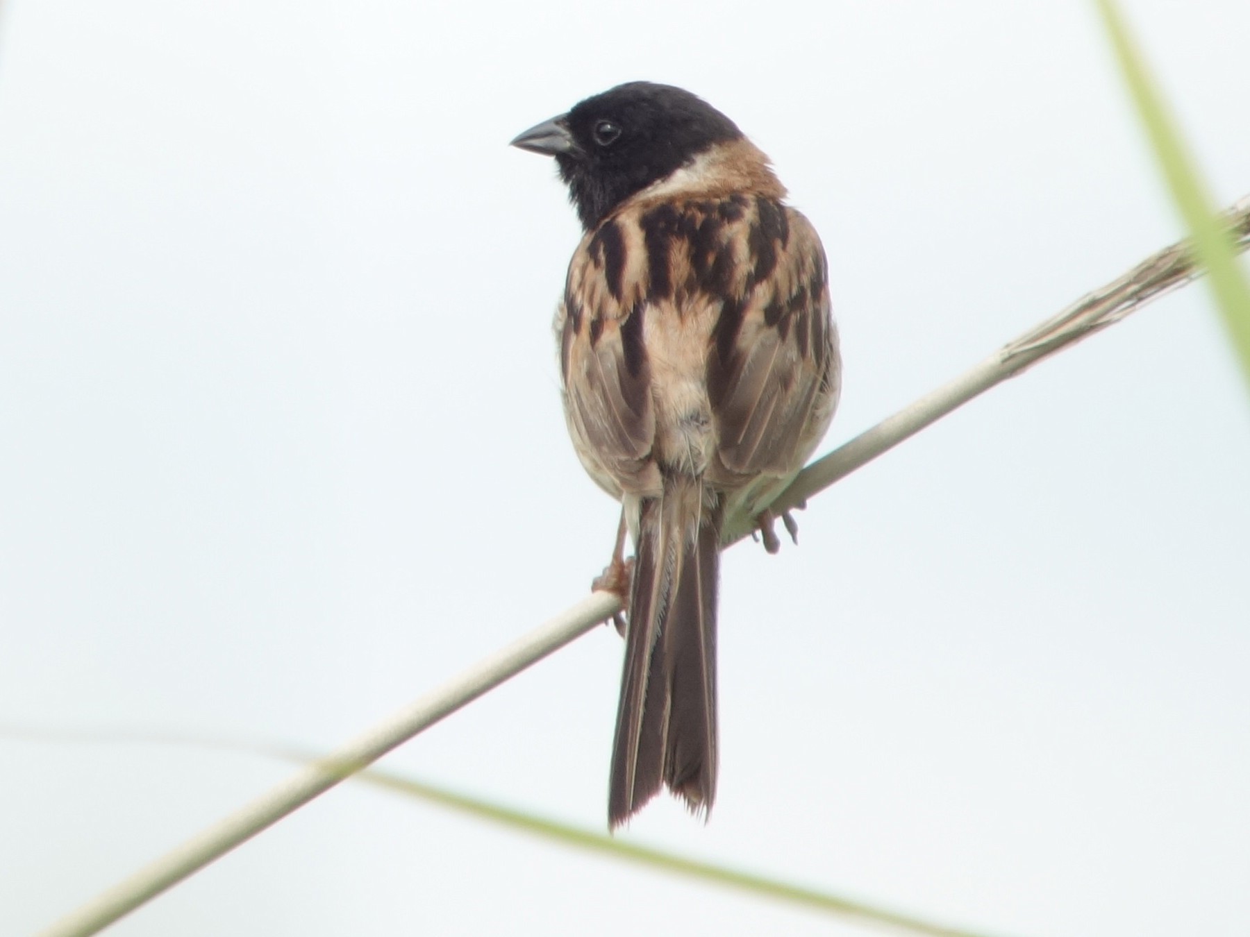 Ochre-rumped Bunting - eBird
