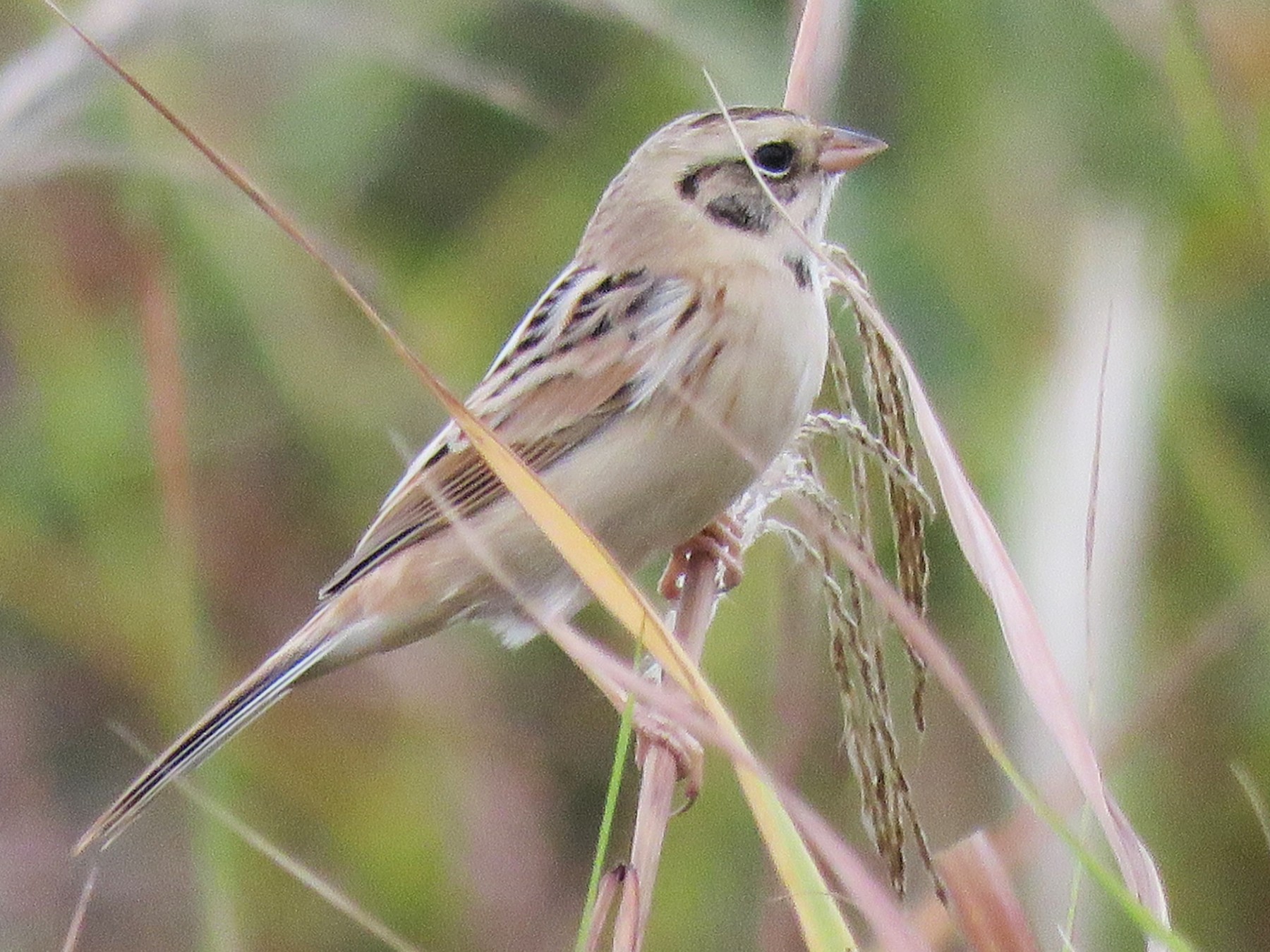 Ochre-rumped Bunting - eBird