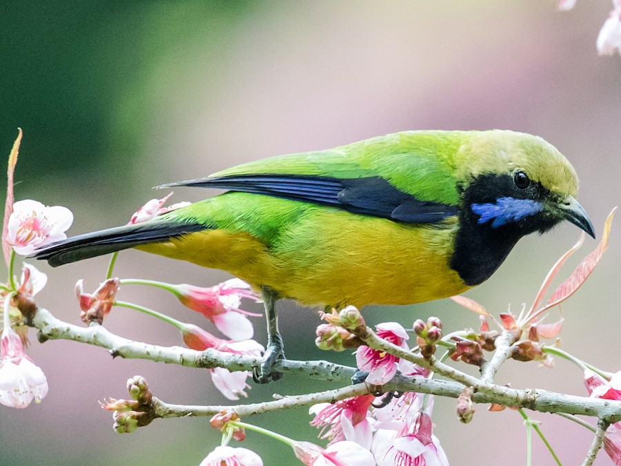 Verdín de Hardwicke - eBird