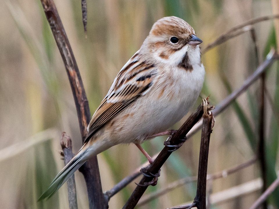 Pallas's Bunting - eBird