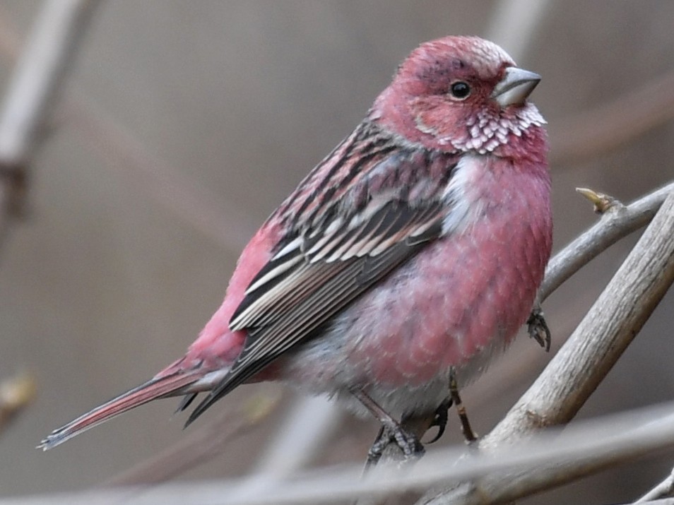 Pallas's Rosefinch - eBird