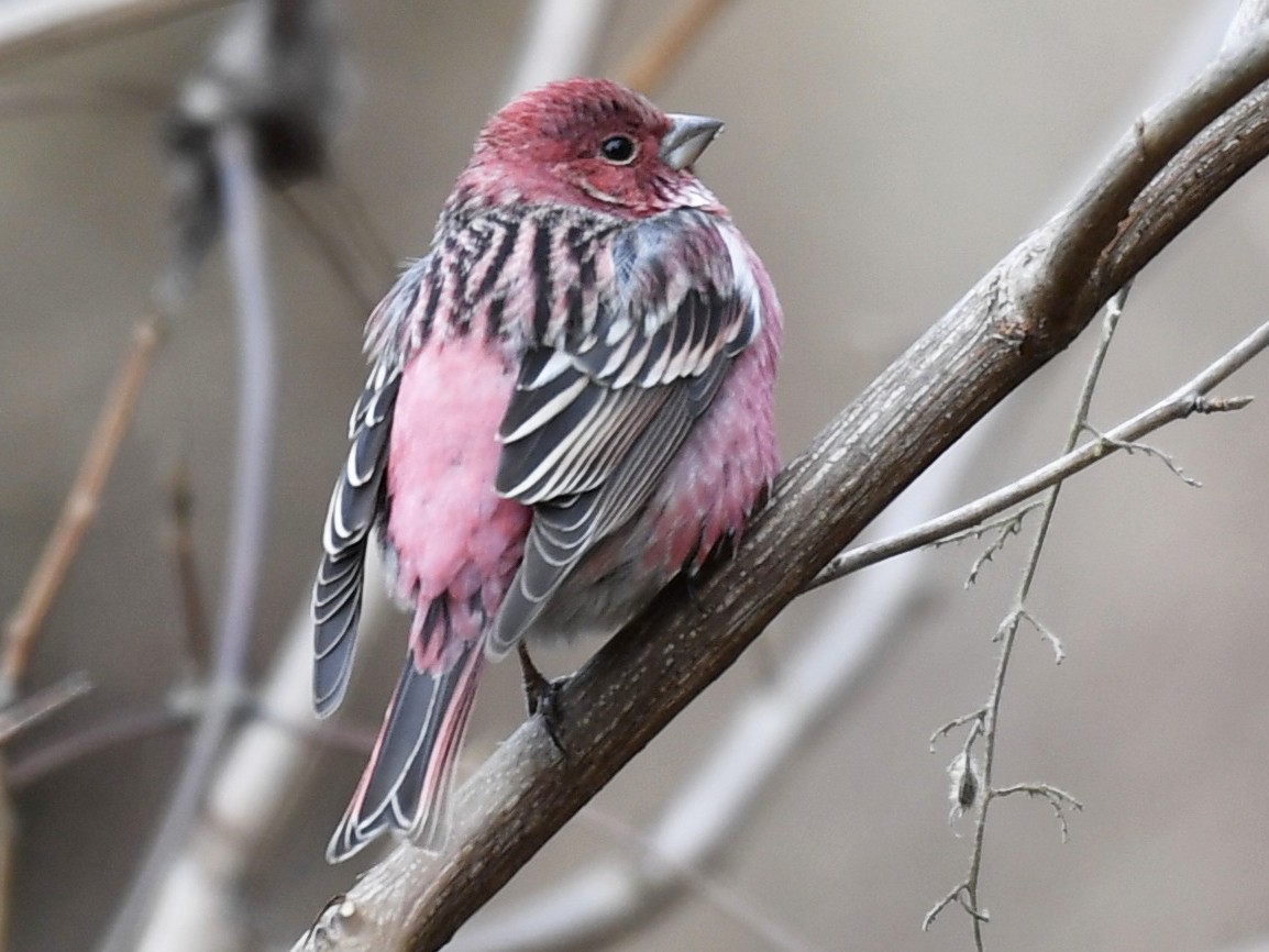 Pallas's Rosefinch - eBird
