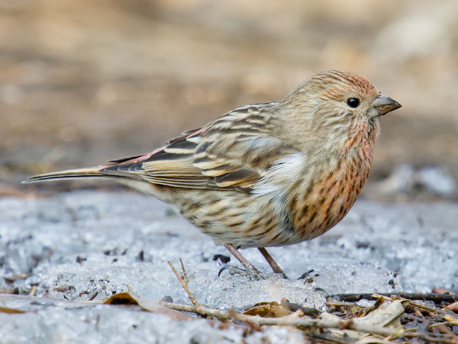 Pallas's Rosefinch - eBird