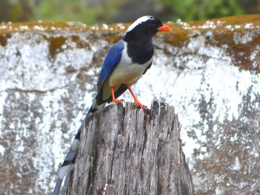 Red-billed Blue-Magpie - eBird
