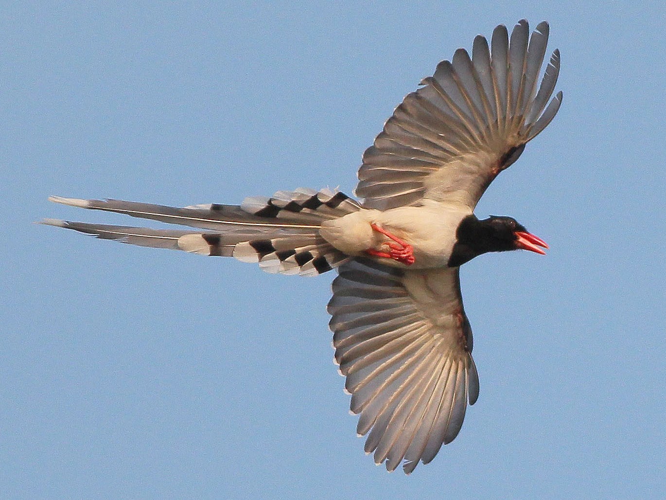 Red-billed Blue-Magpie - eBird