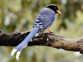Red-billed Blue-Magpie - Urocissa erythroryncha - Birds of the World