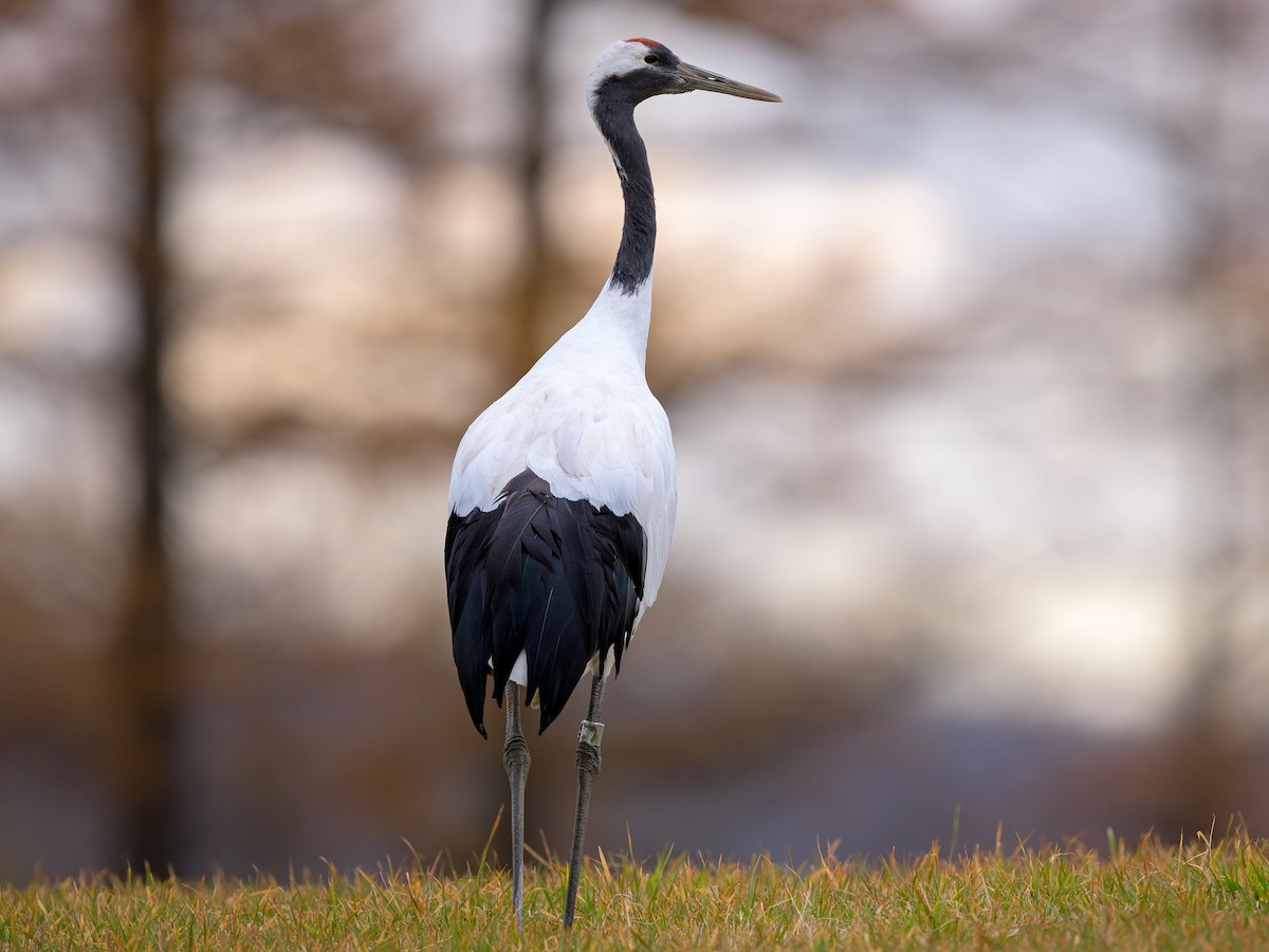 Red-crowned Crane - Grus japonensis - Birds of the World