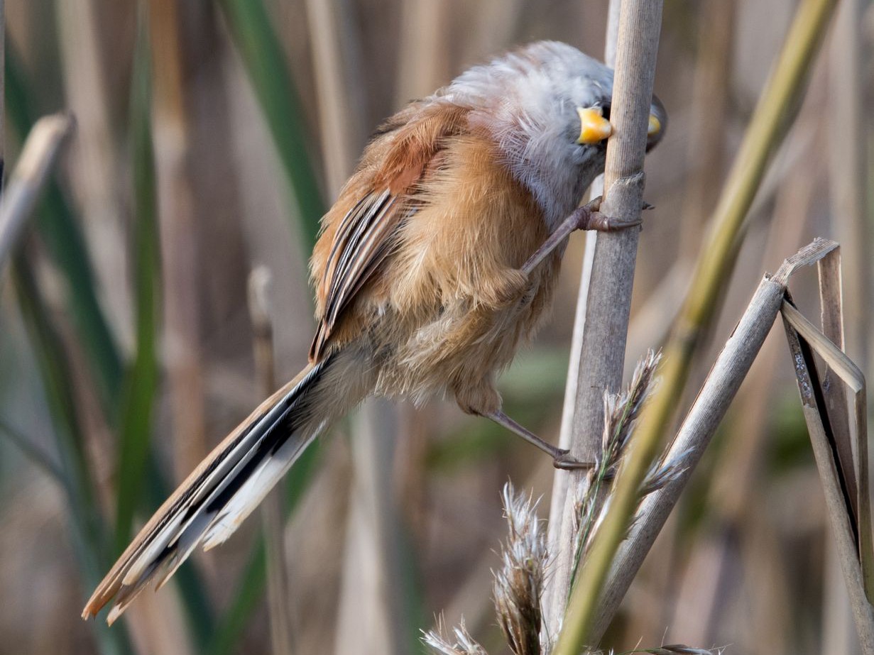Reed Parrotbill - eBird