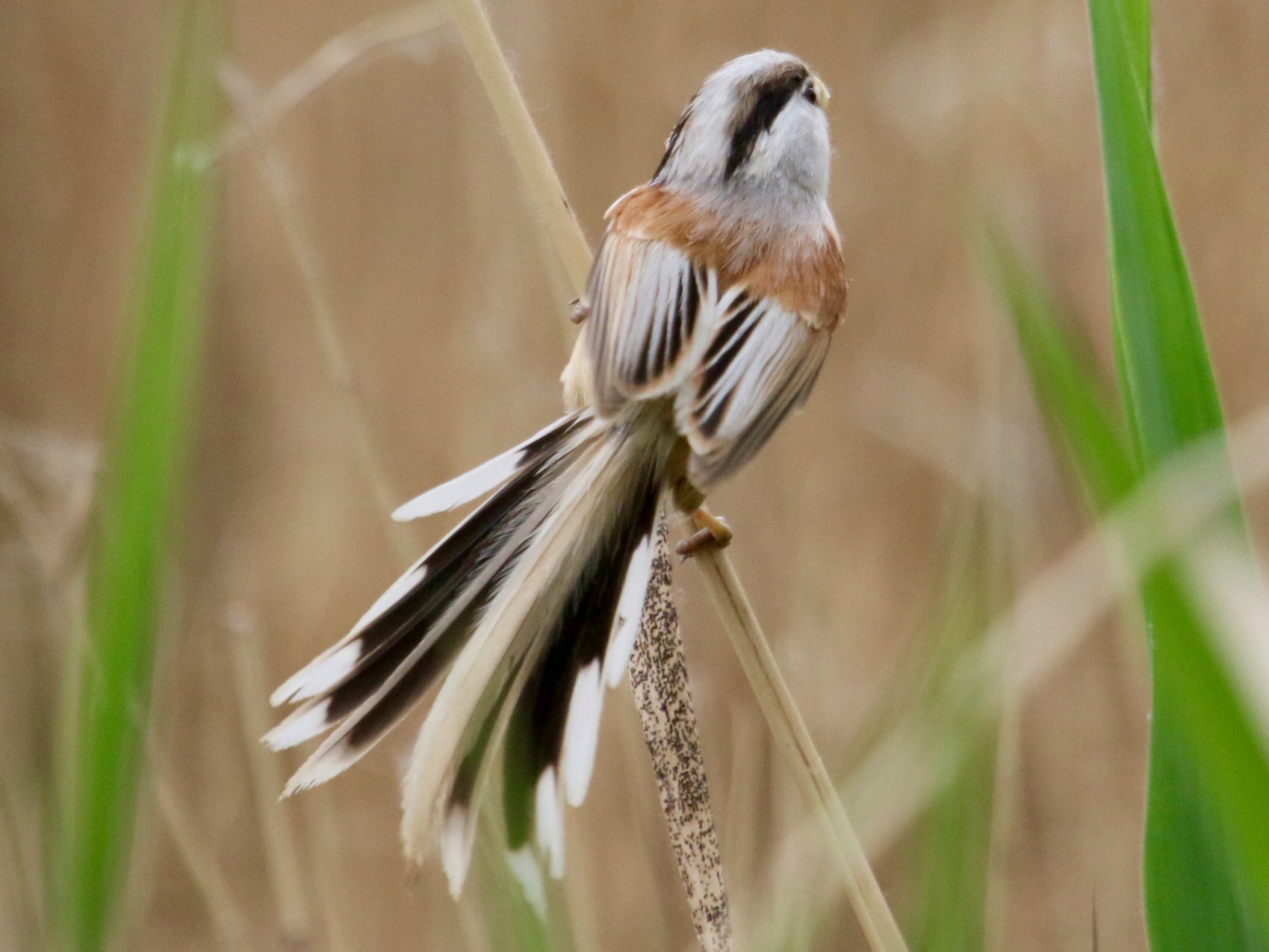 Reed Parrotbill - eBird