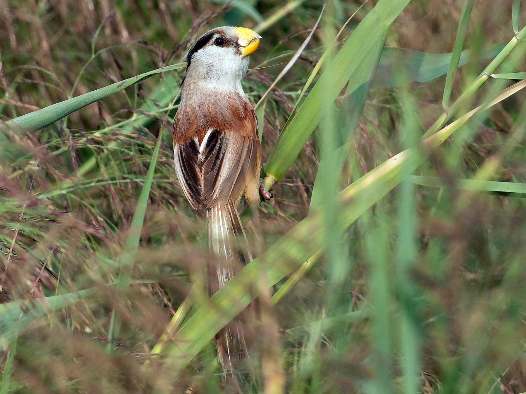 Reed Parrotbill - eBird