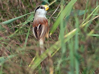 Reed Parrotbill - eBird