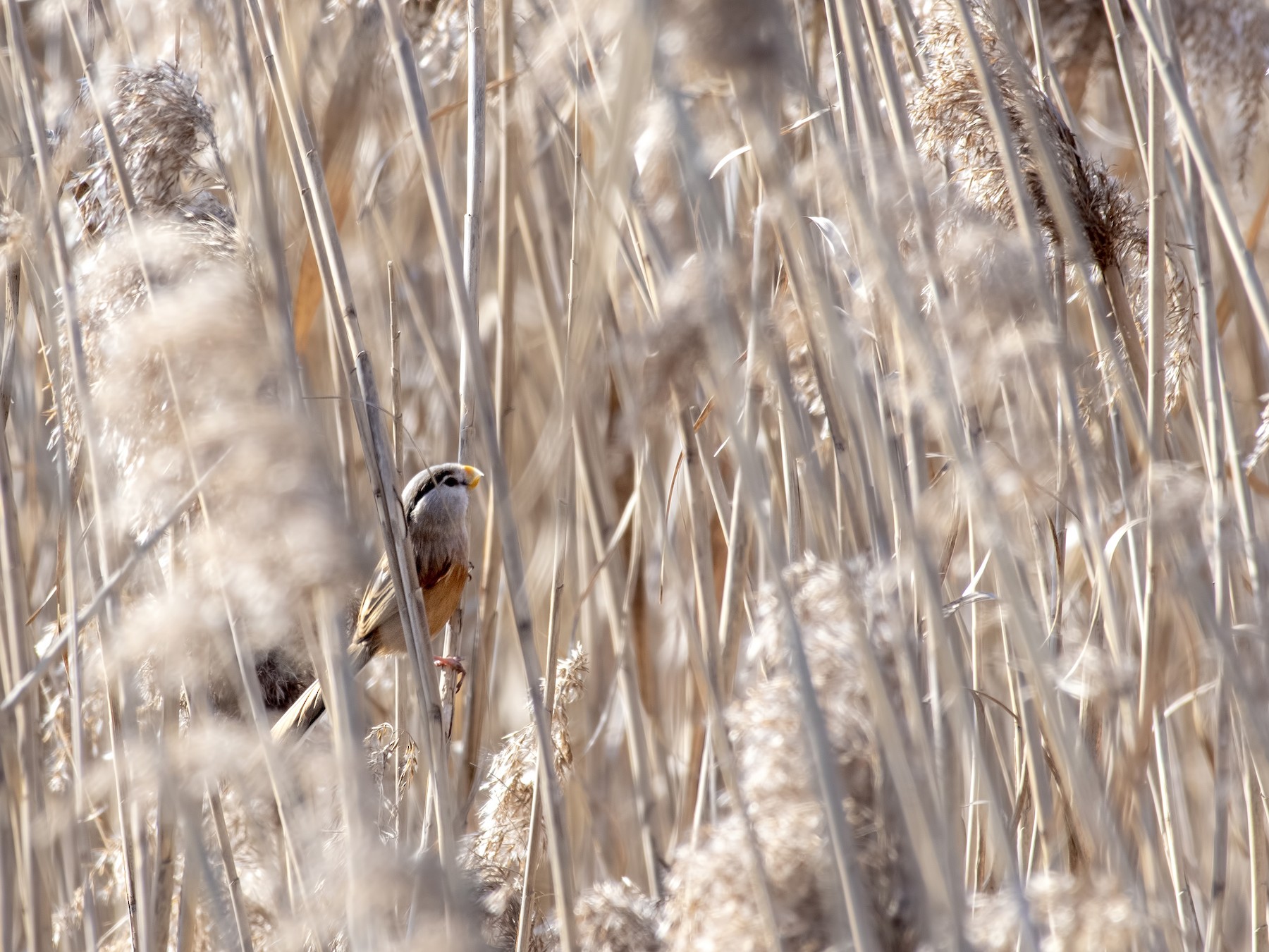 Reed Parrotbill - eBird