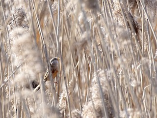 Reed Parrotbill - eBird