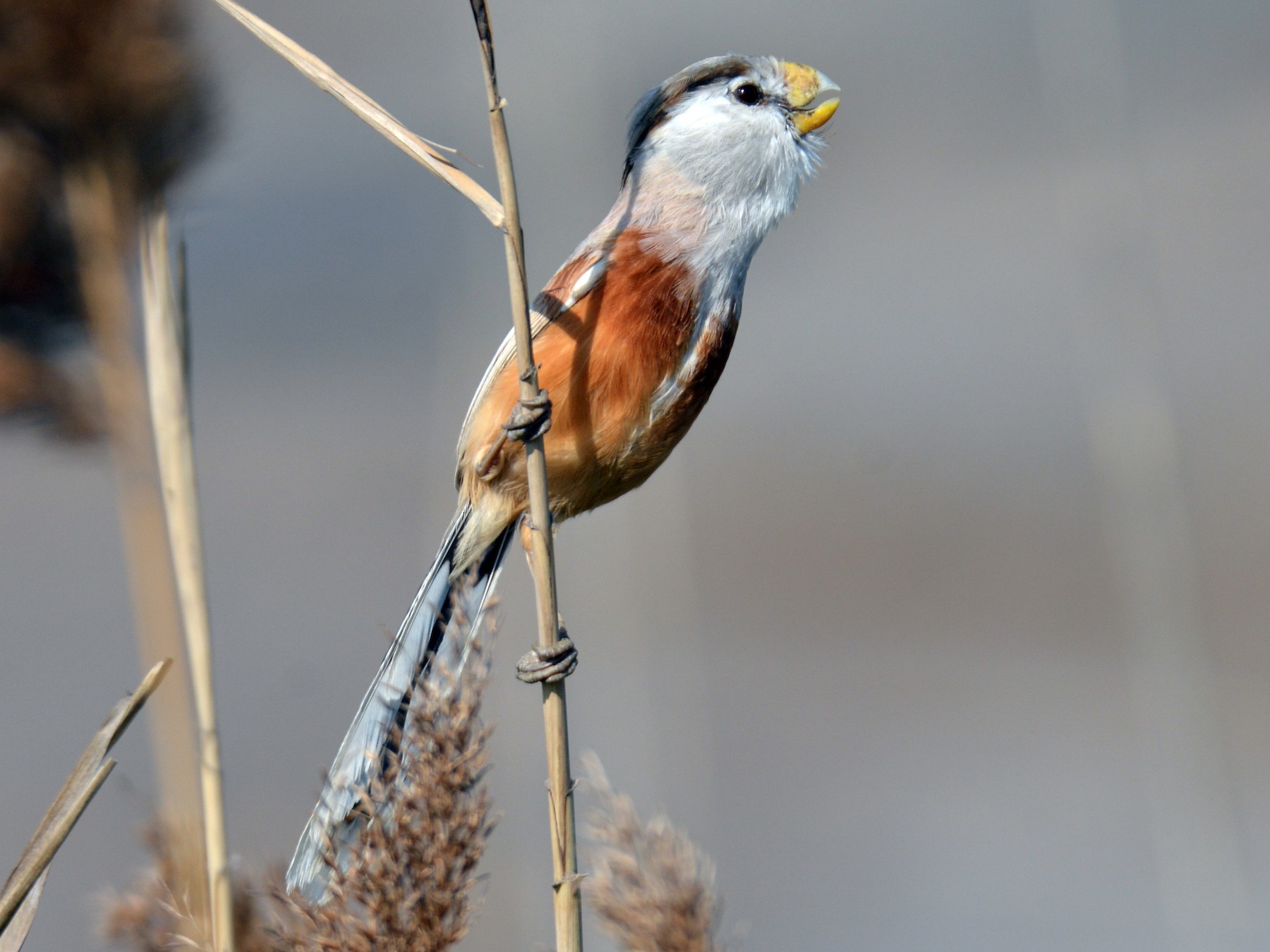 Reed Parrotbill - eBird