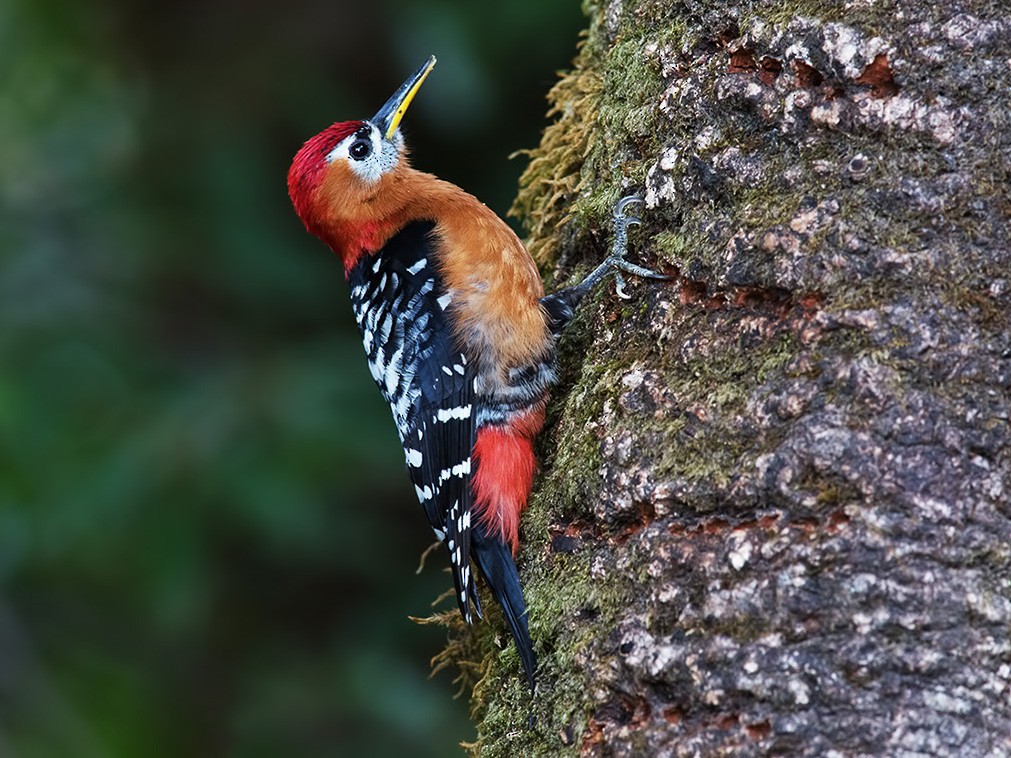 Rufous-bellied Woodpecker - eBird