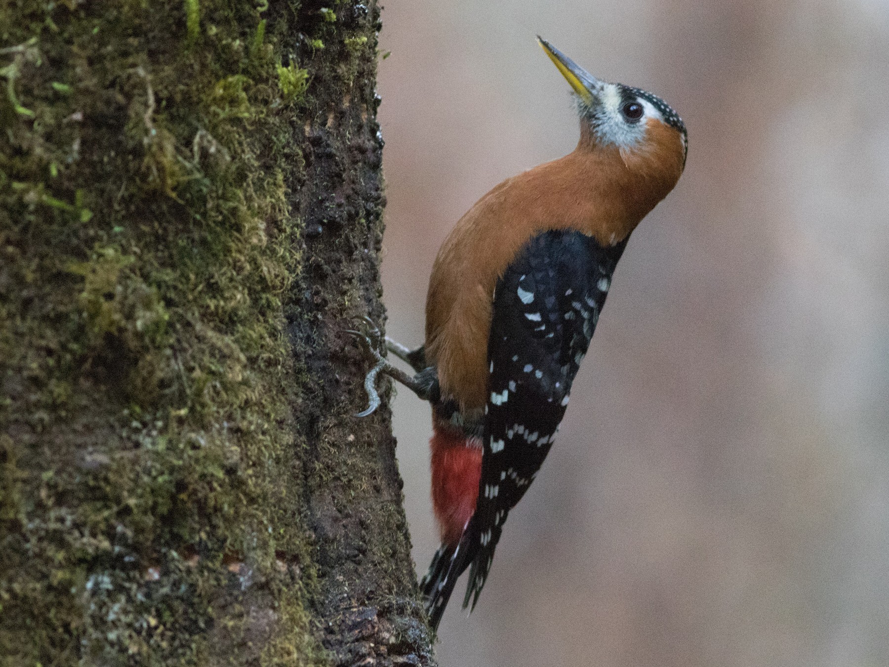 Rufous-bellied Woodpecker - eBird