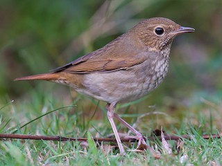 Rufous-tailed Robin - eBird