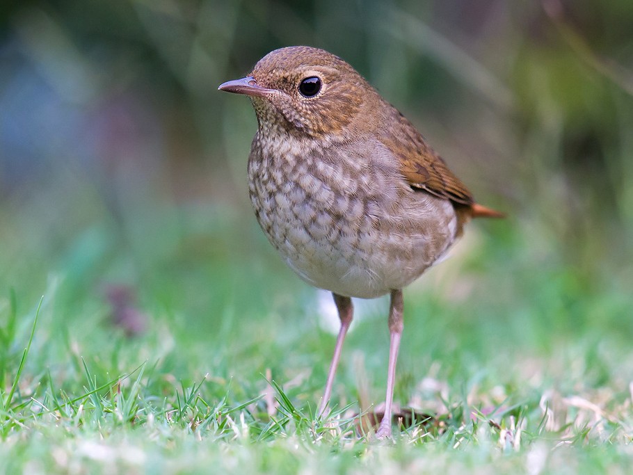 Rufous-tailed Robin - eBird