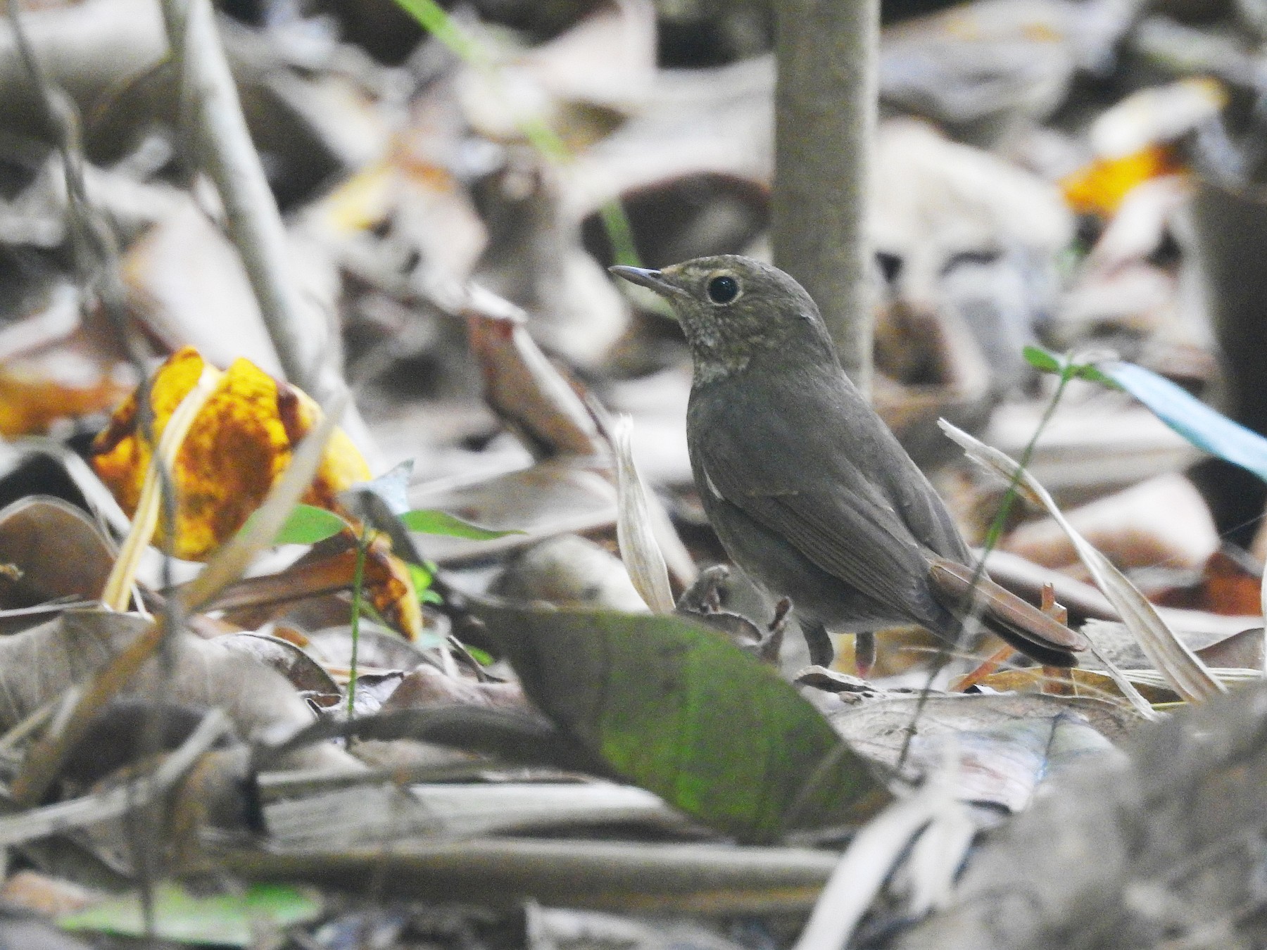 Rufous-tailed Robin - eBird
