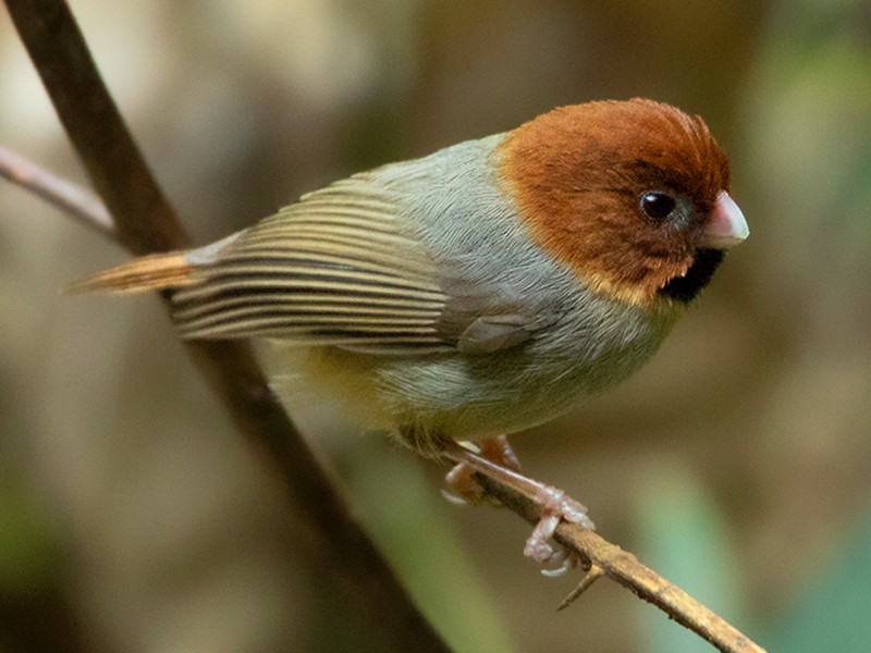 Short-tailed Parrotbill - eBird