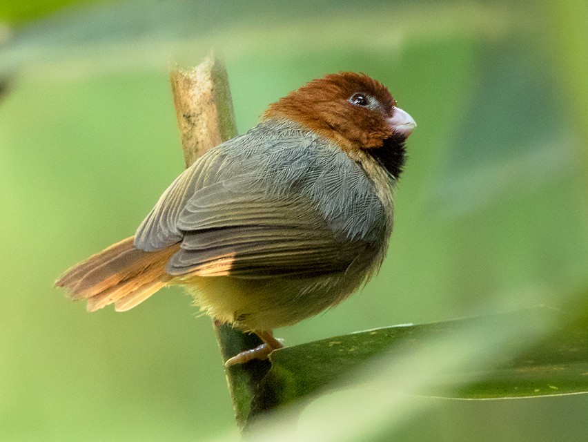 Short-tailed Parrotbill - eBird