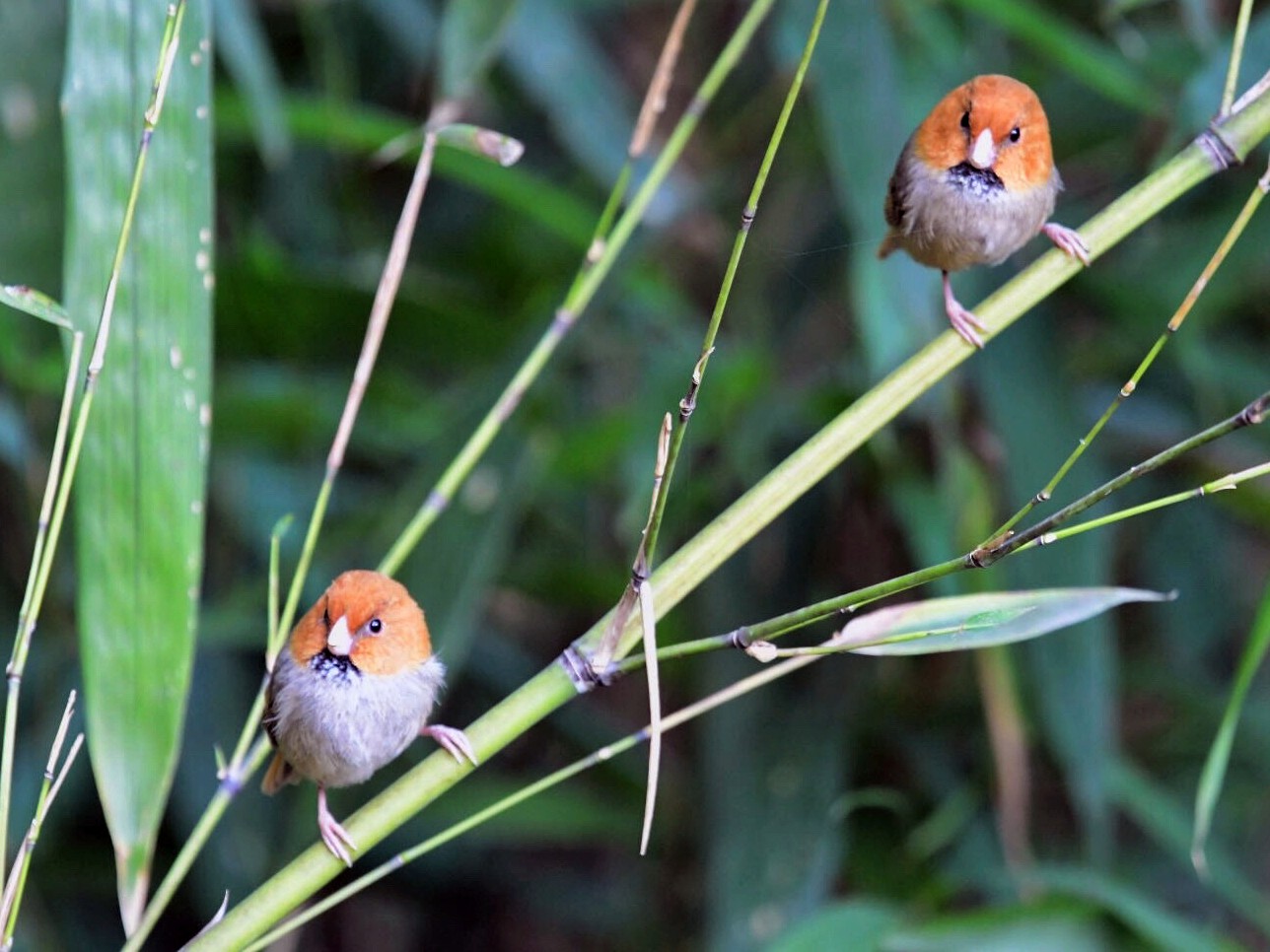 Short-tailed Parrotbill - eBird