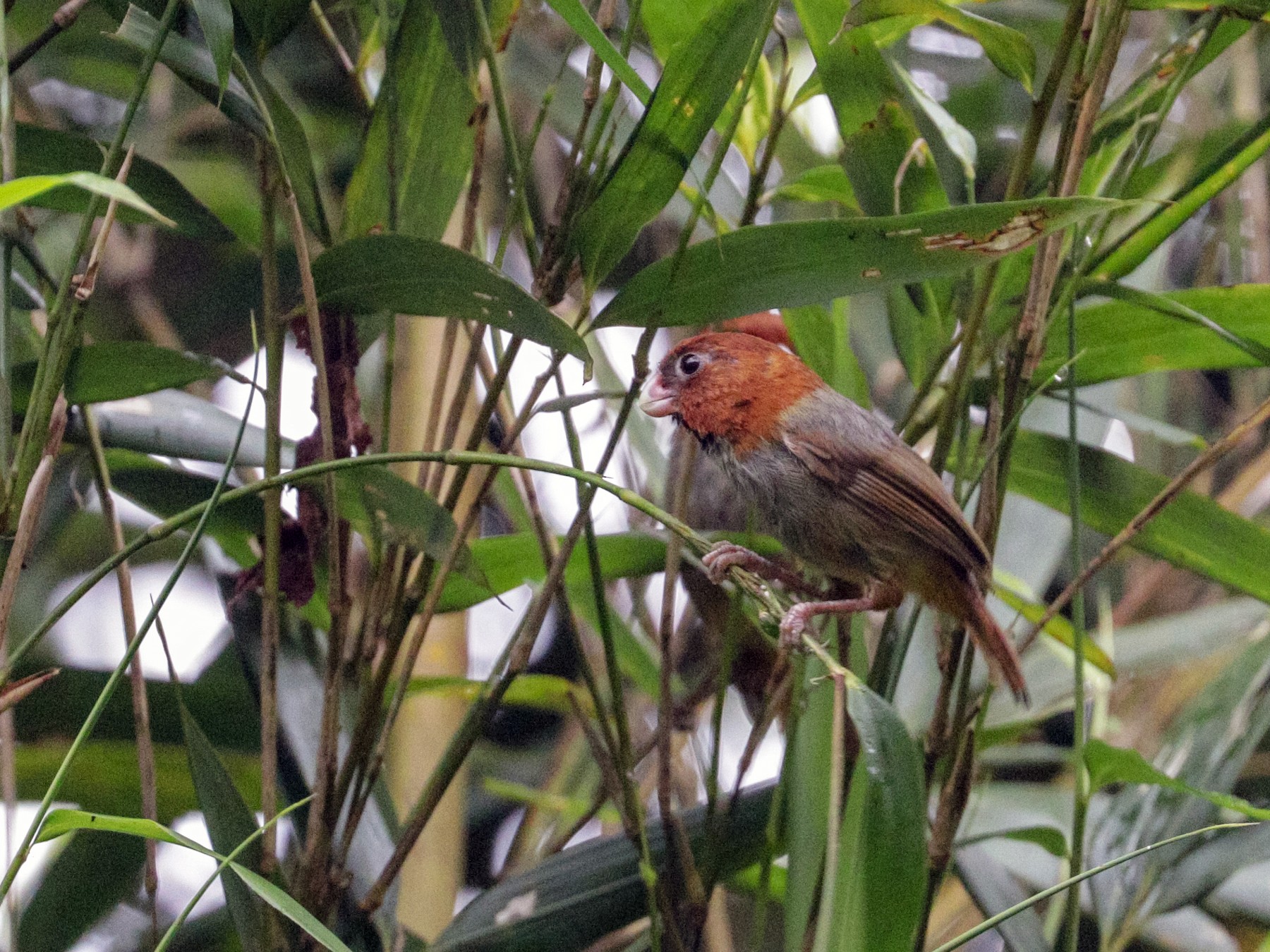 Short-tailed Parrotbill - eBird