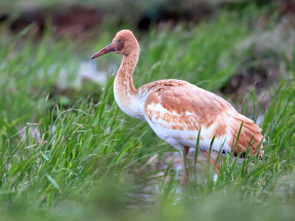 Grou-siberiano - eBird